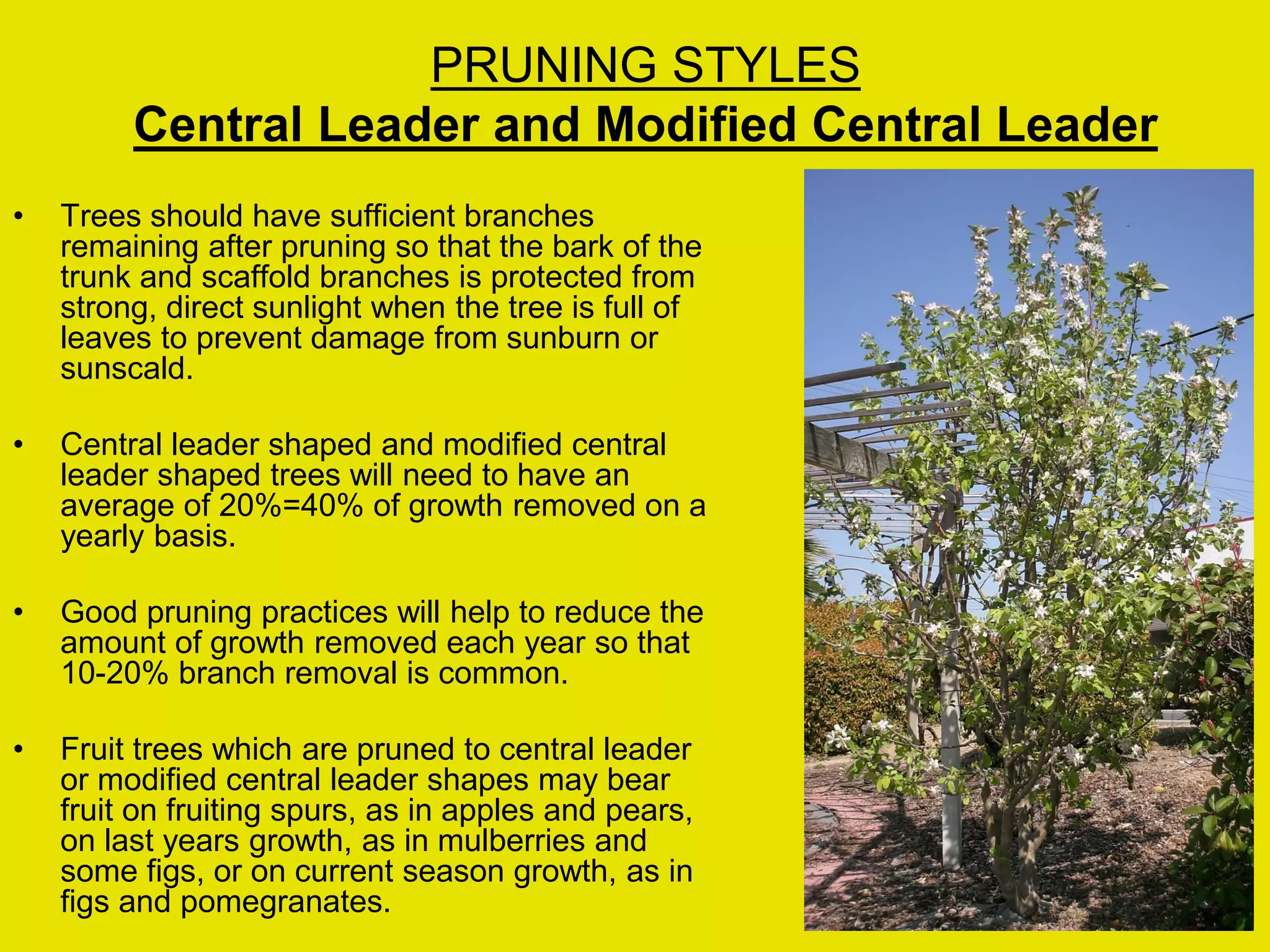 Central leader-modified-central-leader-pruning-presentation | PDF