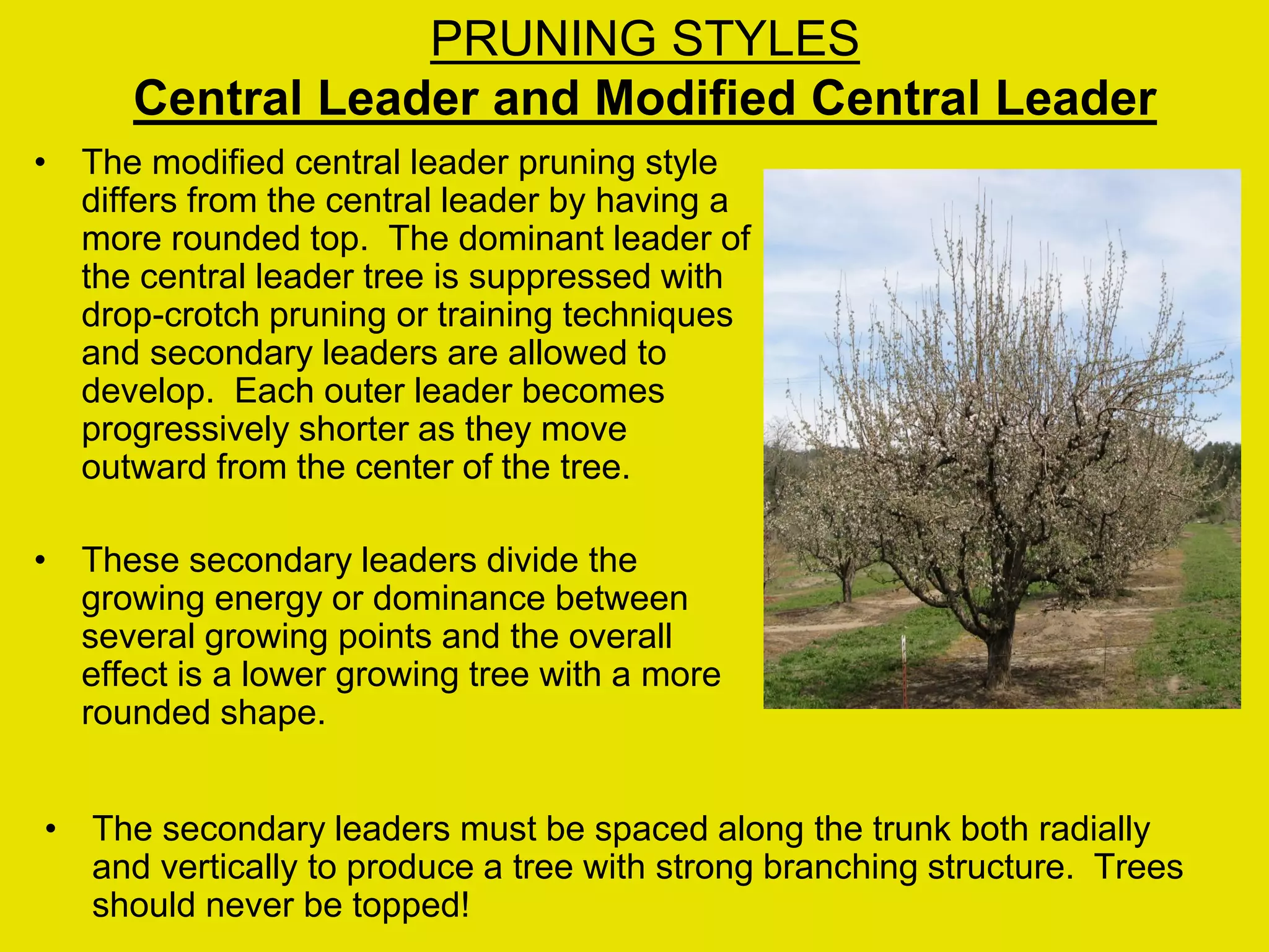 Central leader-modified-central-leader-pruning-presentation | PDF