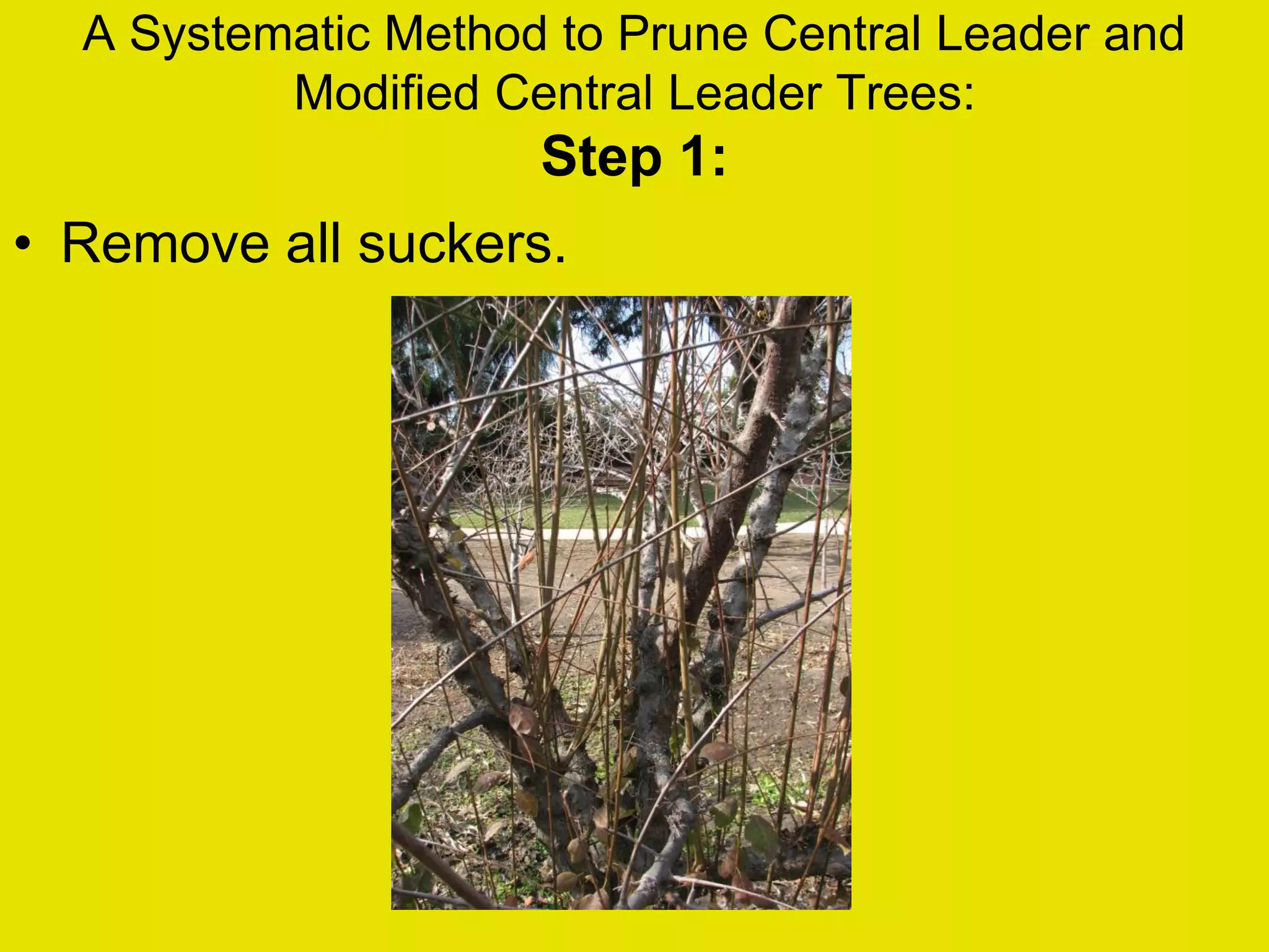 Central leader-modified-central-leader-pruning-presentation | PDF