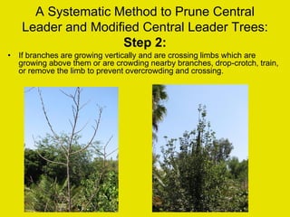 Central leader-modified-central-leader-pruning-presentation | PDF