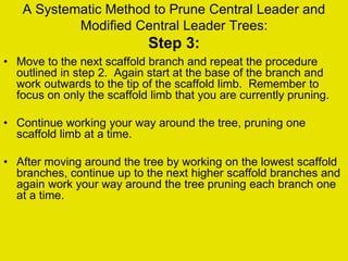 Central leader-modified-central-leader-pruning-presentation | PDF