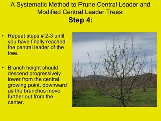 Central leader-modified-central-leader-pruning-presentation | PDF