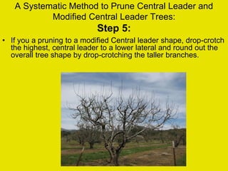 Central leader-modified-central-leader-pruning-presentation | PDF