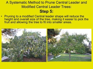 Central leader-modified-central-leader-pruning-presentation | PDF