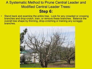 Central leader-modified-central-leader-pruning-presentation | PDF
