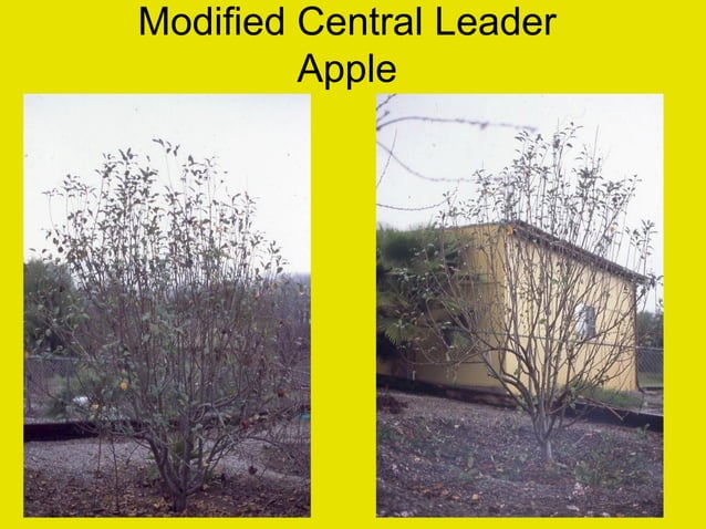 Central leader-modified-central-leader-pruning-presentation | PDF ...