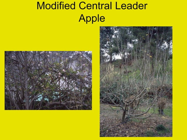 Central leader-modified-central-leader-pruning-presentation | PDF ...