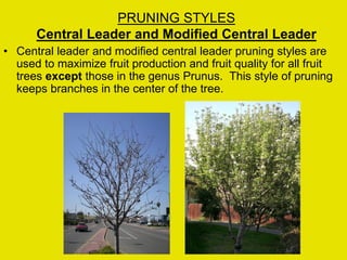 Central leader-modified-central-leader-pruning-presentation | PDF
