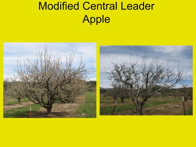 Central leader-modified-central-leader-pruning-presentation | PDF ...