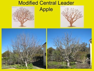 Central leader-modified-central-leader-pruning-presentation | PDF