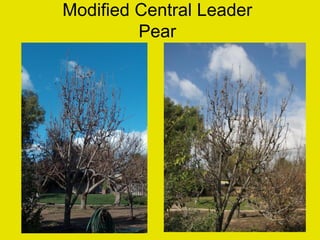 Central leader-modified-central-leader-pruning-presentation | PDF