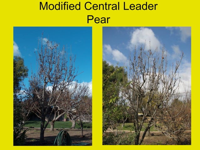 Central leader-modified-central-leader-pruning-presentation | PDF ...