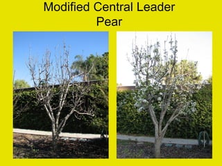 Central leader-modified-central-leader-pruning-presentation | PDF