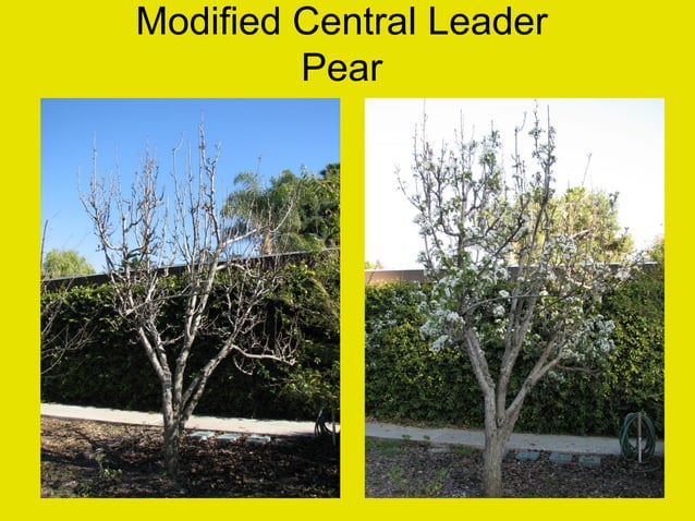 Central leader-modified-central-leader-pruning-presentation | PDF ...