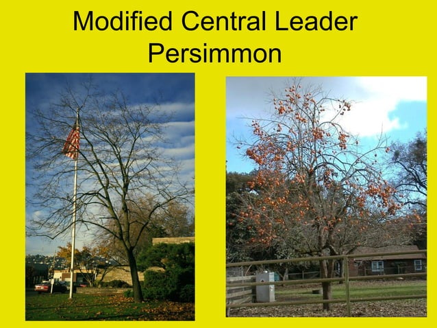 Central leader-modified-central-leader-pruning-presentation | PDF ...