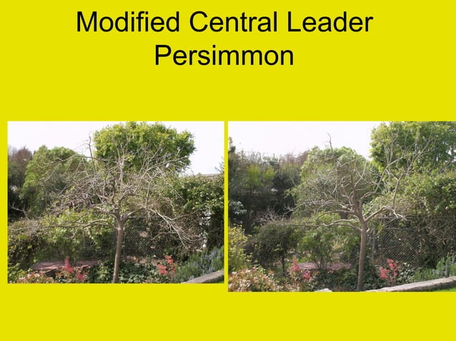 Central leader-modified-central-leader-pruning-presentation | PDF ...