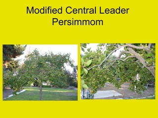 Central leader-modified-central-leader-pruning-presentation | PDF