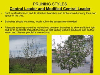 Central leader-modified-central-leader-pruning-presentation | PDF