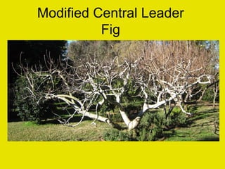 Central leader-modified-central-leader-pruning-presentation | PDF