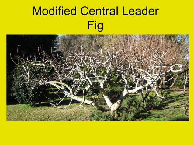 Central leader-modified-central-leader-pruning-presentation | PDF ...