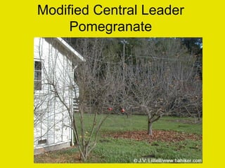 Central leader-modified-central-leader-pruning-presentation | PDF