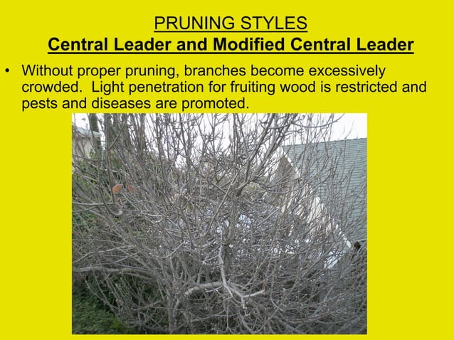Central leader-modified-central-leader-pruning-presentation | PDF ...