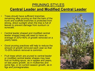 Central leader-modified-central-leader-pruning-presentation | PDF