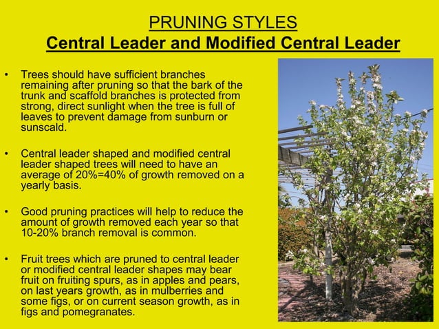 Central leader-modified-central-leader-pruning-presentation | PDF ...