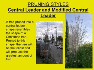Central leader-modified-central-leader-pruning-presentation | PDF