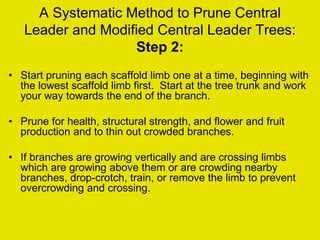 Central leader-modified-central-leader-pruning-presentation | PDF