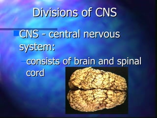 Central nervous-system | PPT