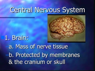 Central nervous-system | PPT