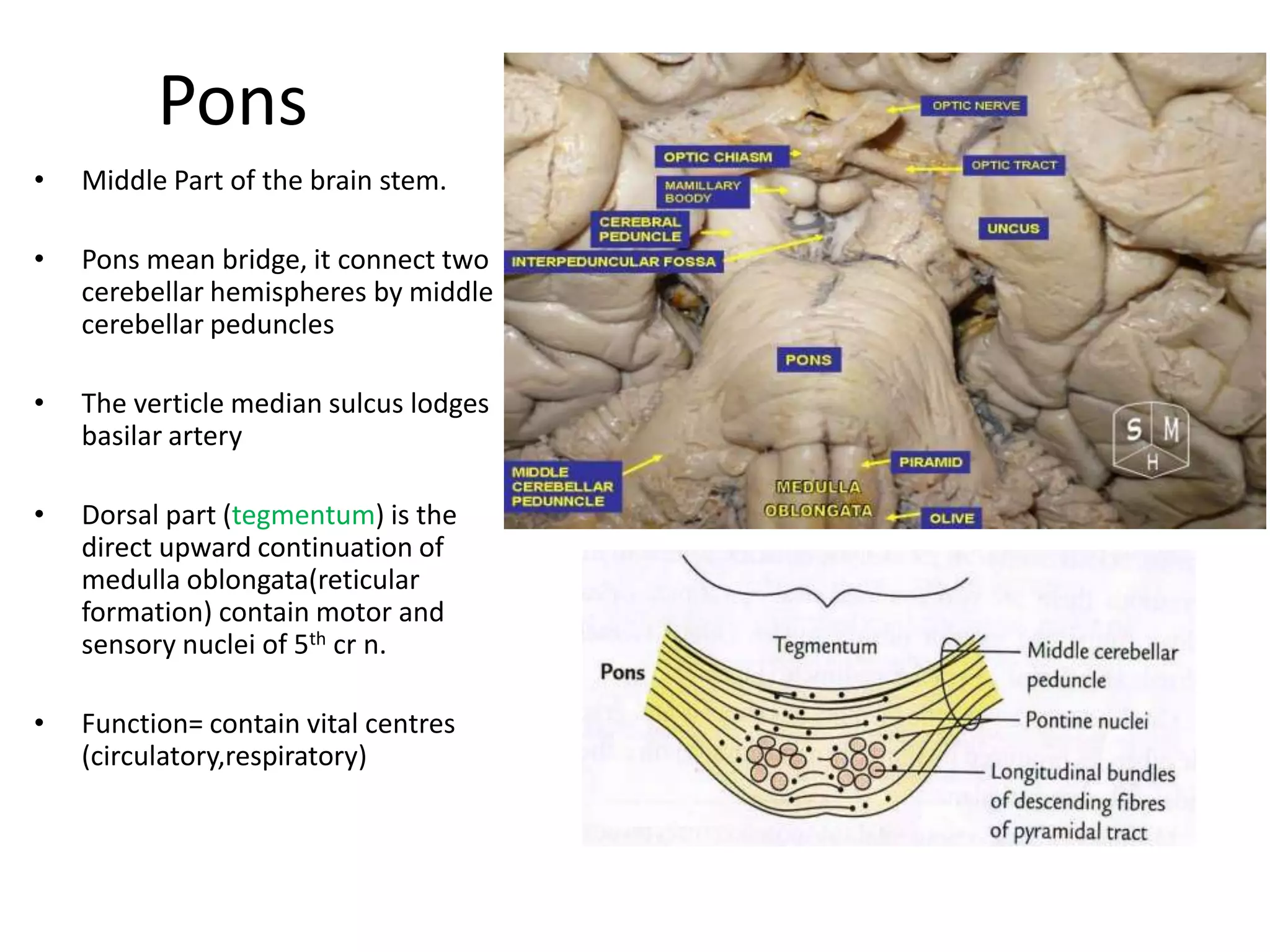 Central and peripheral nervous system | PPTX