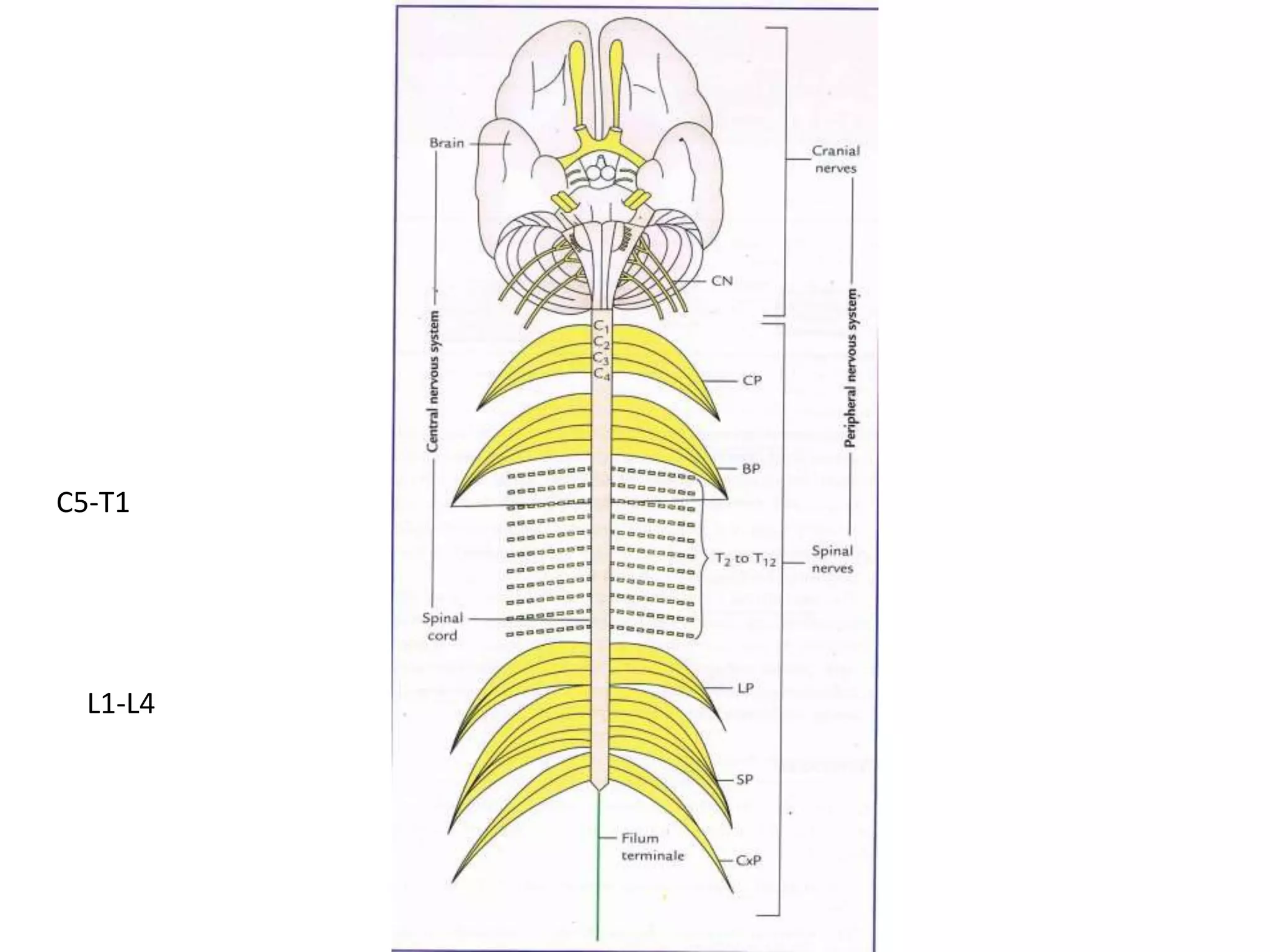 Central and peripheral nervous system | PPTX