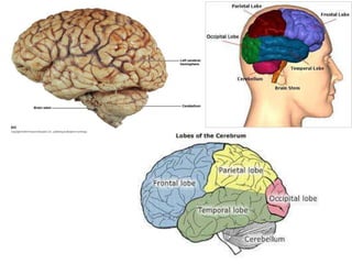Central and peripheral nervous system | PPTX