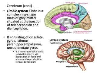 Central and peripheral nervous system | PPTX