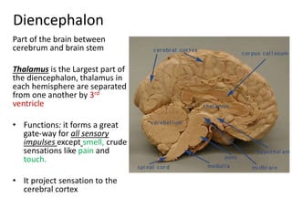 Central and peripheral nervous system | PPTX