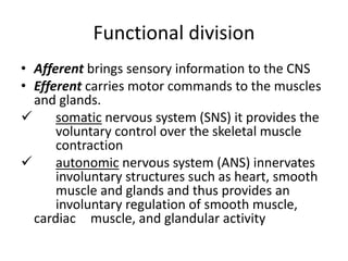Central and peripheral nervous system | PPTX