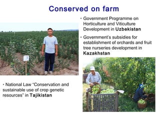 In situ/On farm Conservation and Use of Agricultural Biodiversity ...