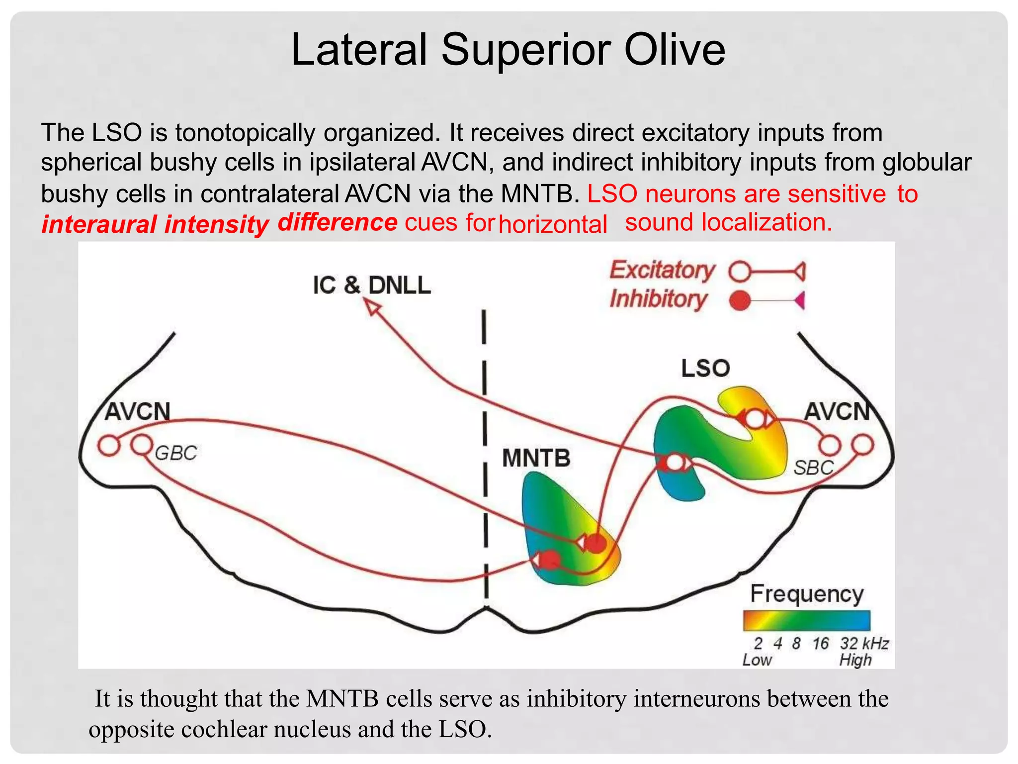 central auditory pathway.pptx