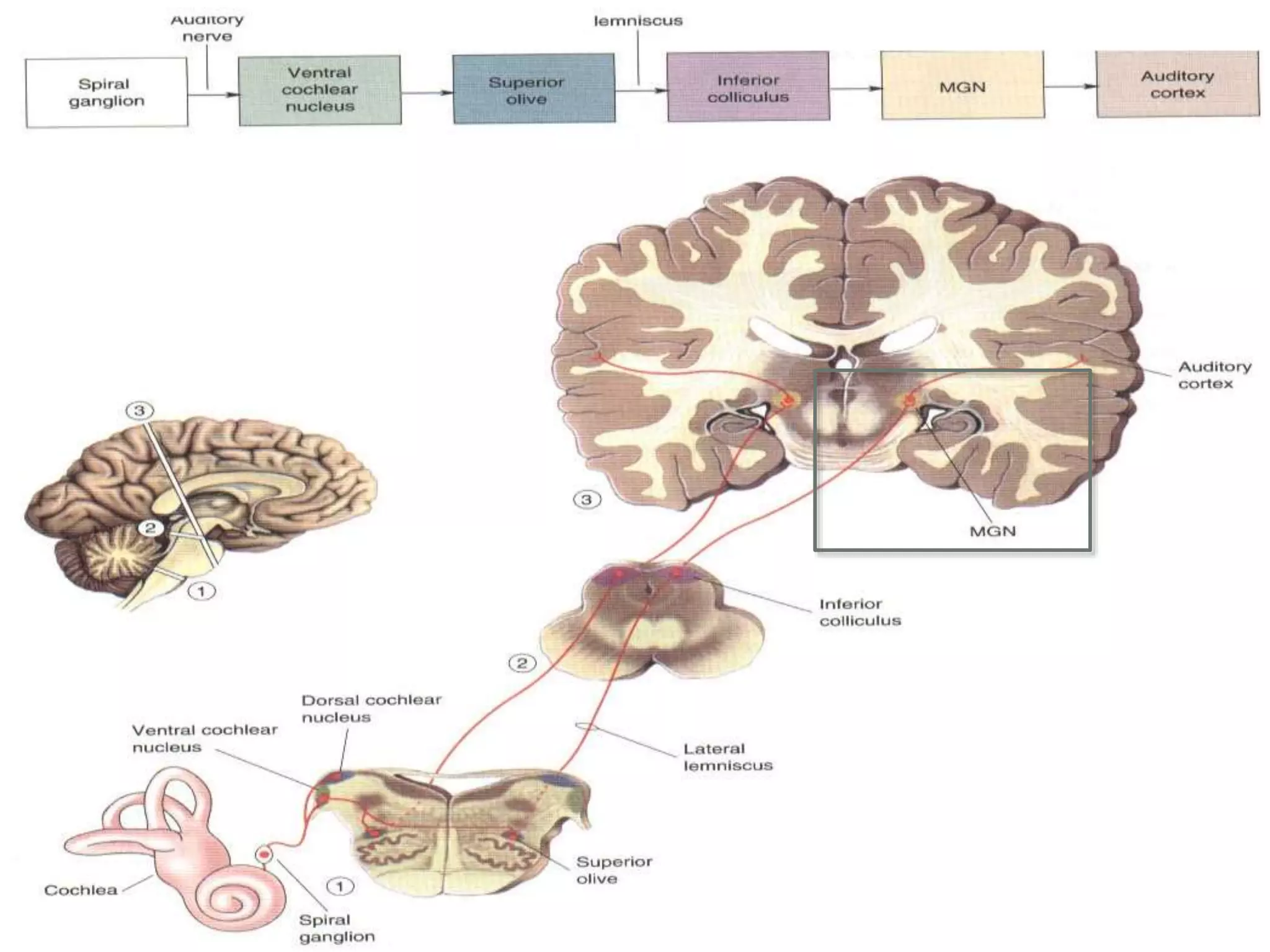 central auditory pathway.pptx