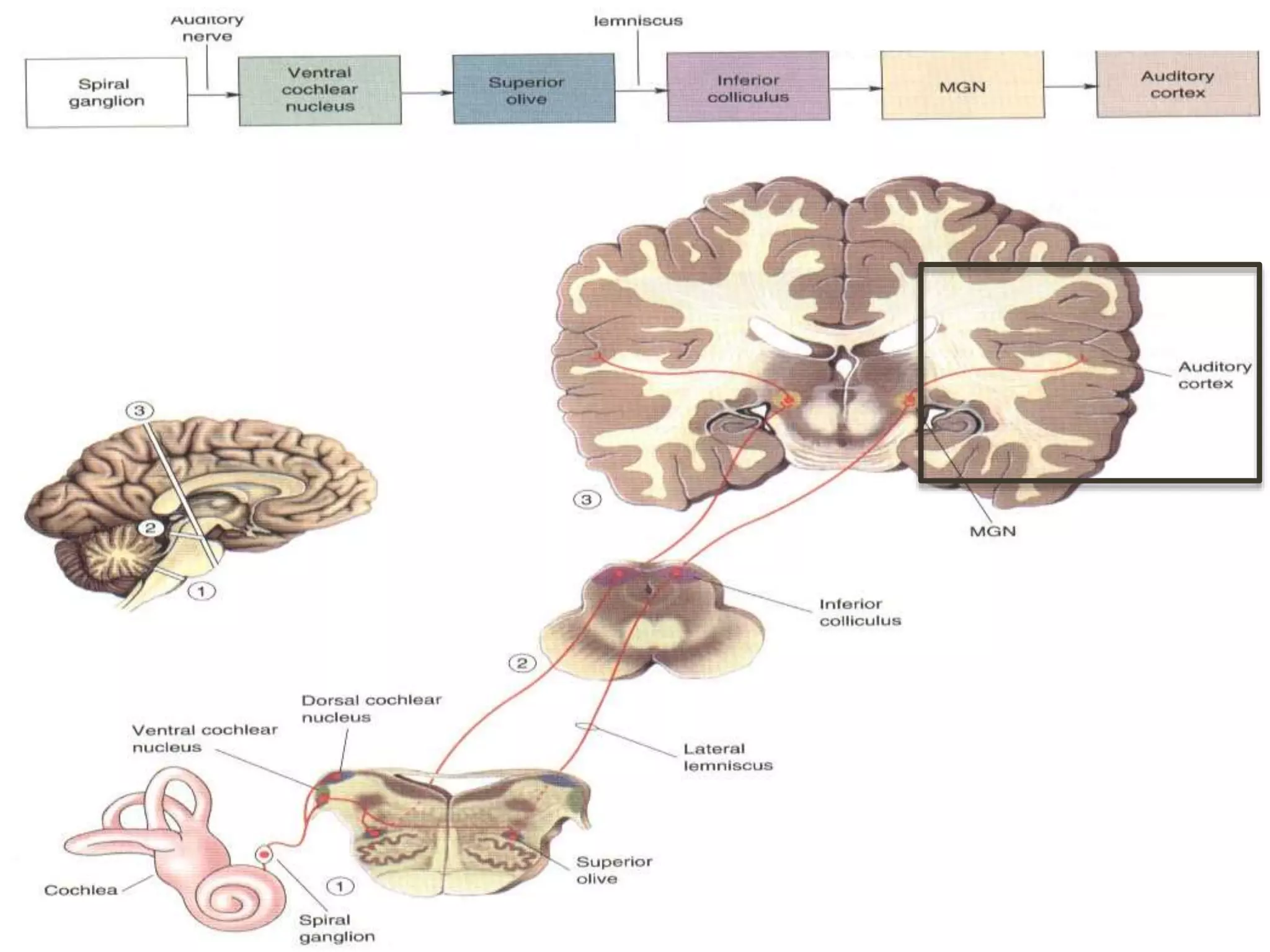 central auditory pathway.pptx