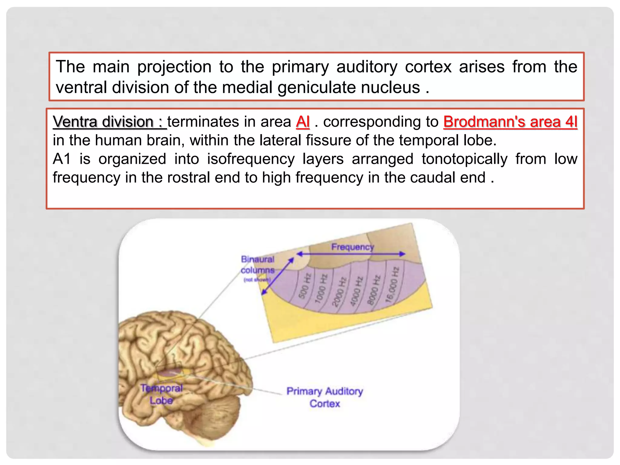 central auditory pathway.pptx