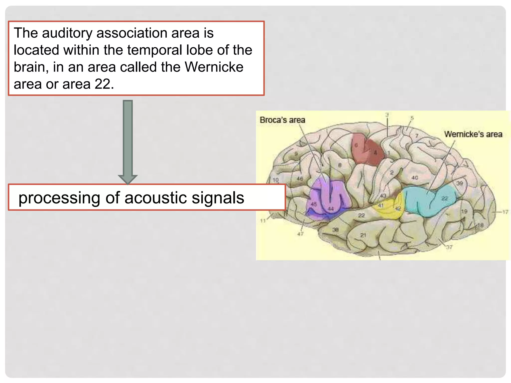 central auditory pathway.pptx