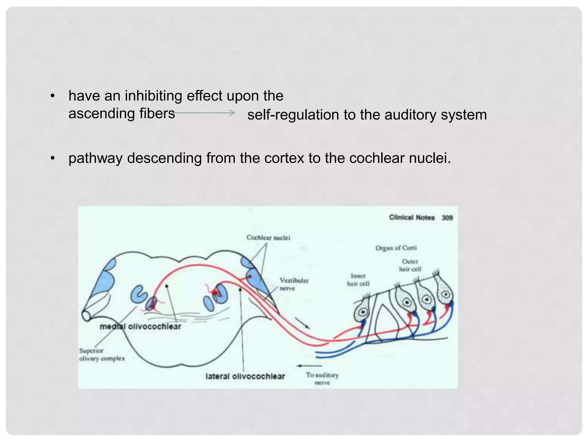 central auditory pathway.pptx