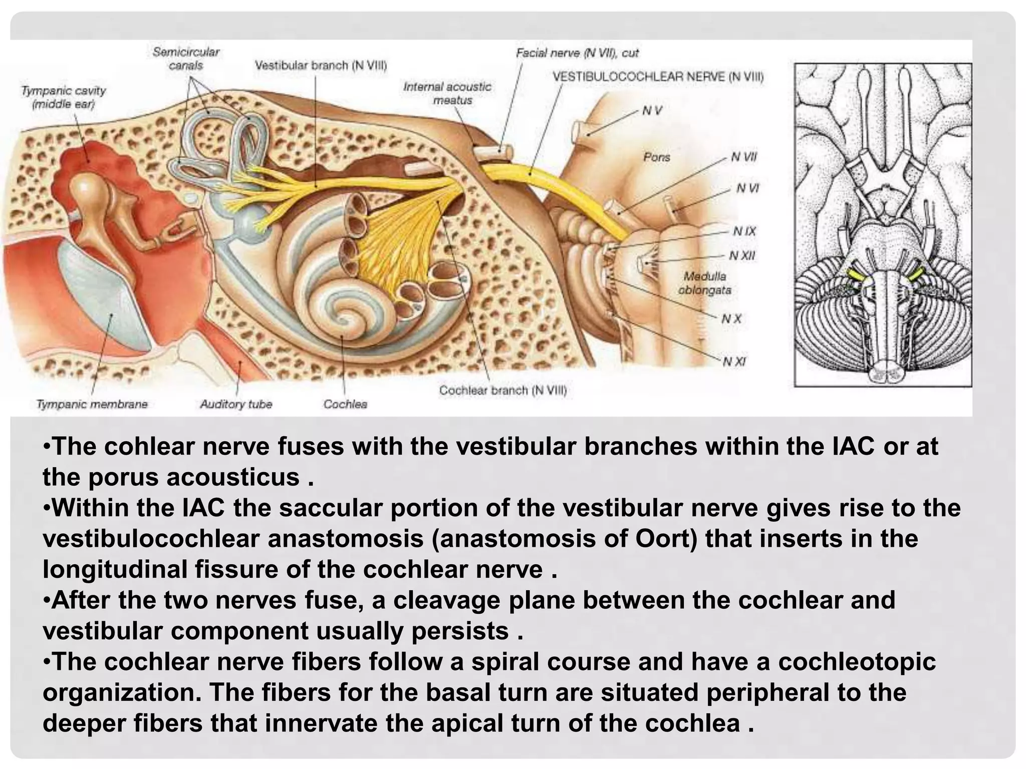 central auditory pathway.pptx
