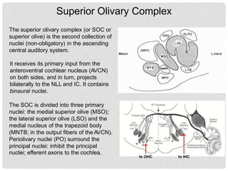 central auditory pathway.pptx