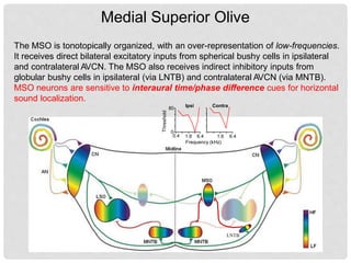 central auditory pathway.pptx