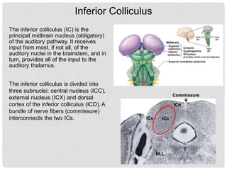 central auditory pathway.pptx