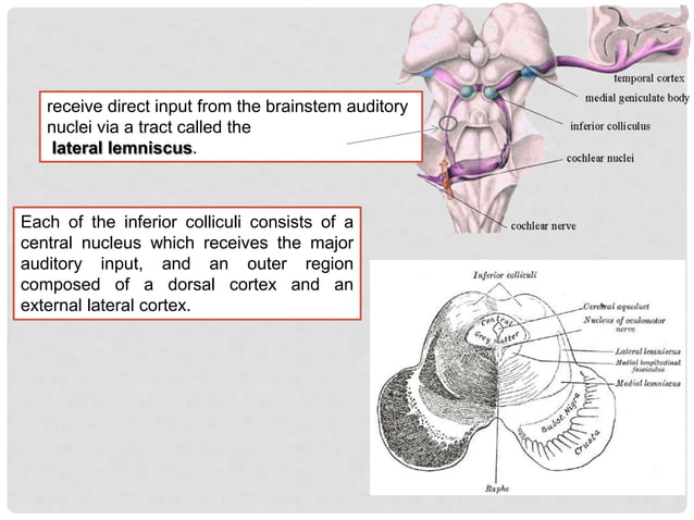 central auditory pathway.pptx